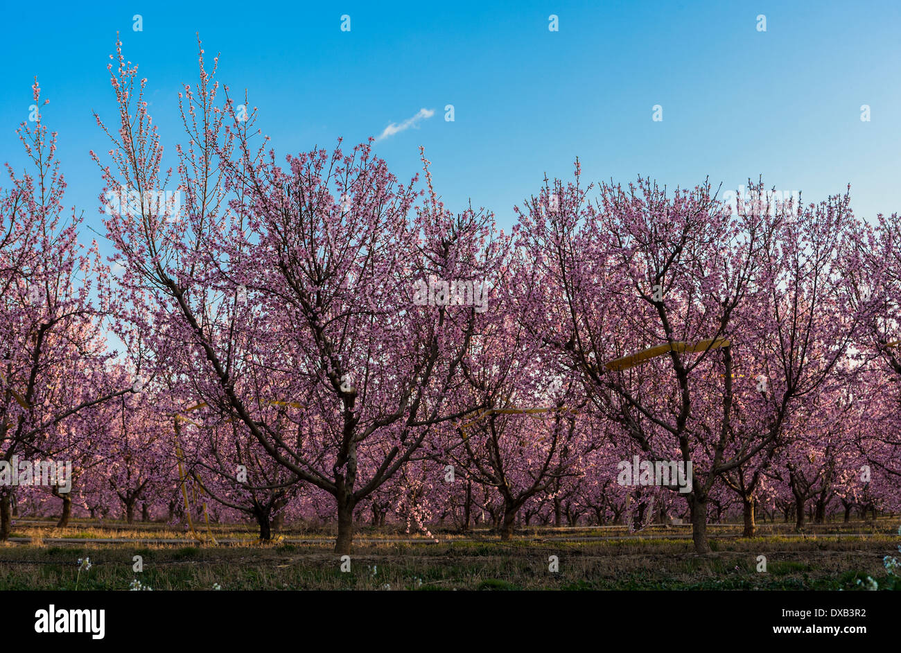 A field of nectarine trees with flowers in Spring Stock Photo - Alamy