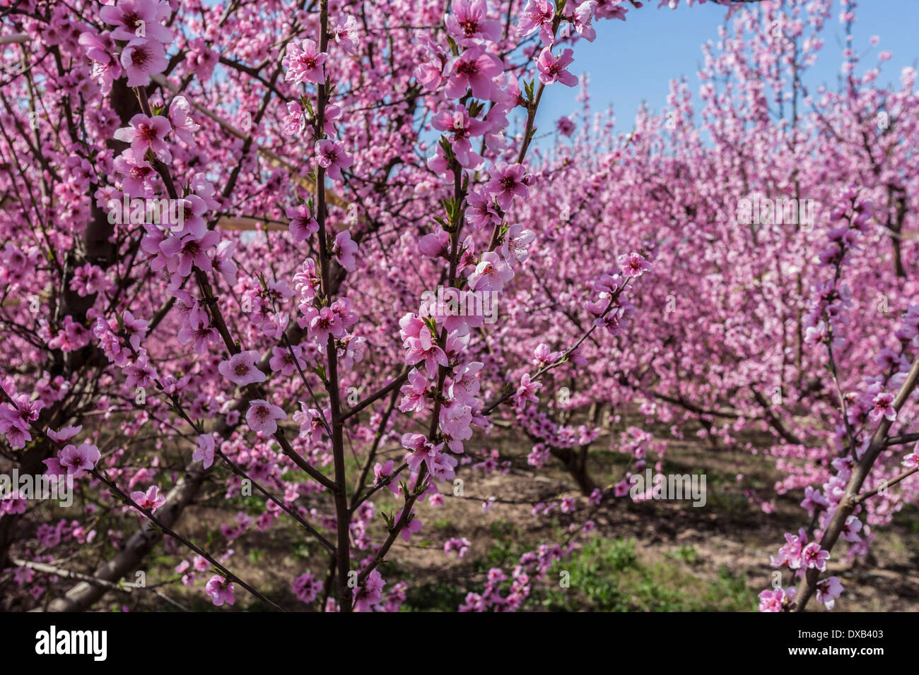A field of nectarine trees with flowers in Spring Stock Photo - Alamy
