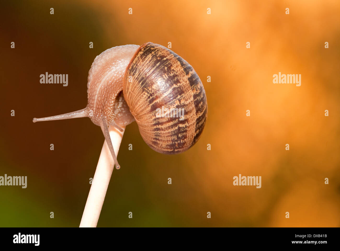 Snail animal hi-res stock photography and images - Alamy