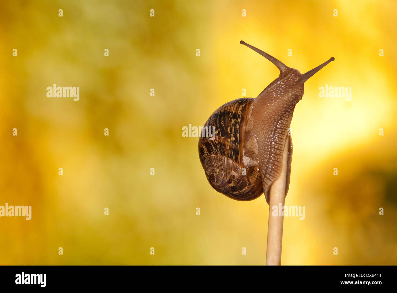 Snail animal hi-res stock photography and images - Alamy