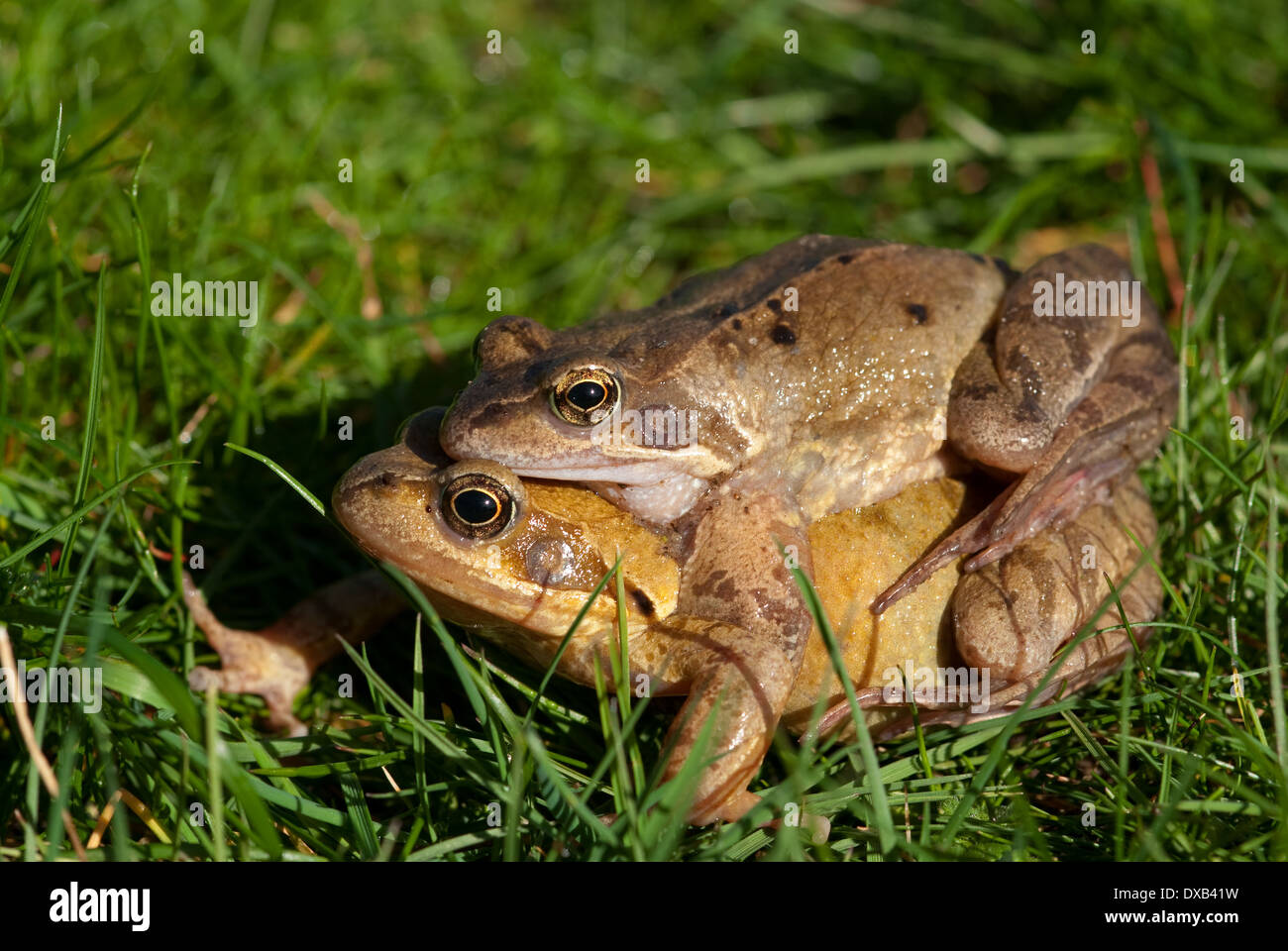 A pair of European Common Frogs (Rana temporaria) mating in spring ...