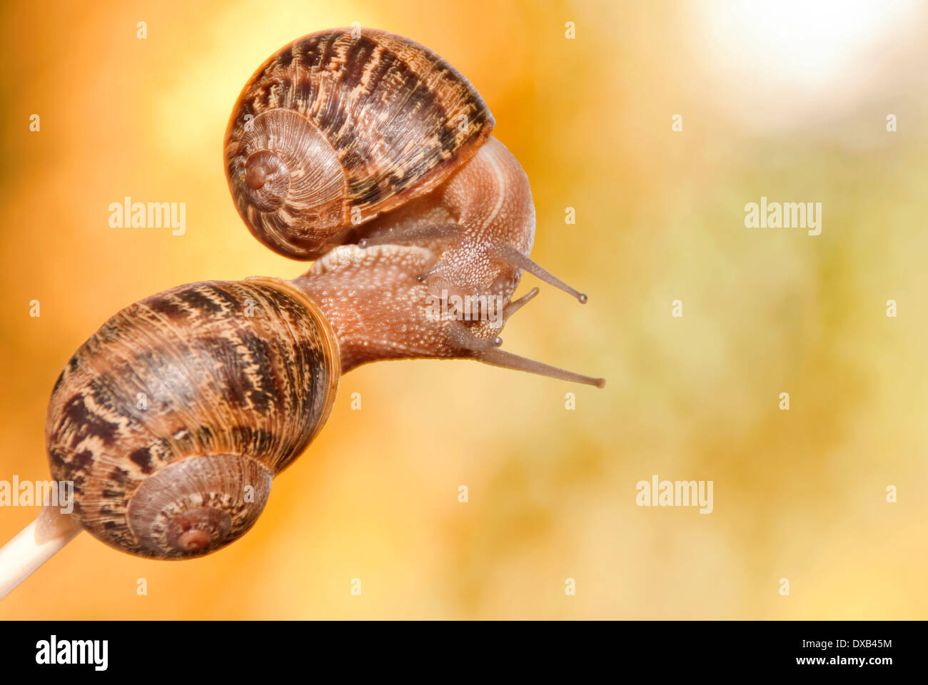 Hugging snails hi-res stock photography and images - Alamy