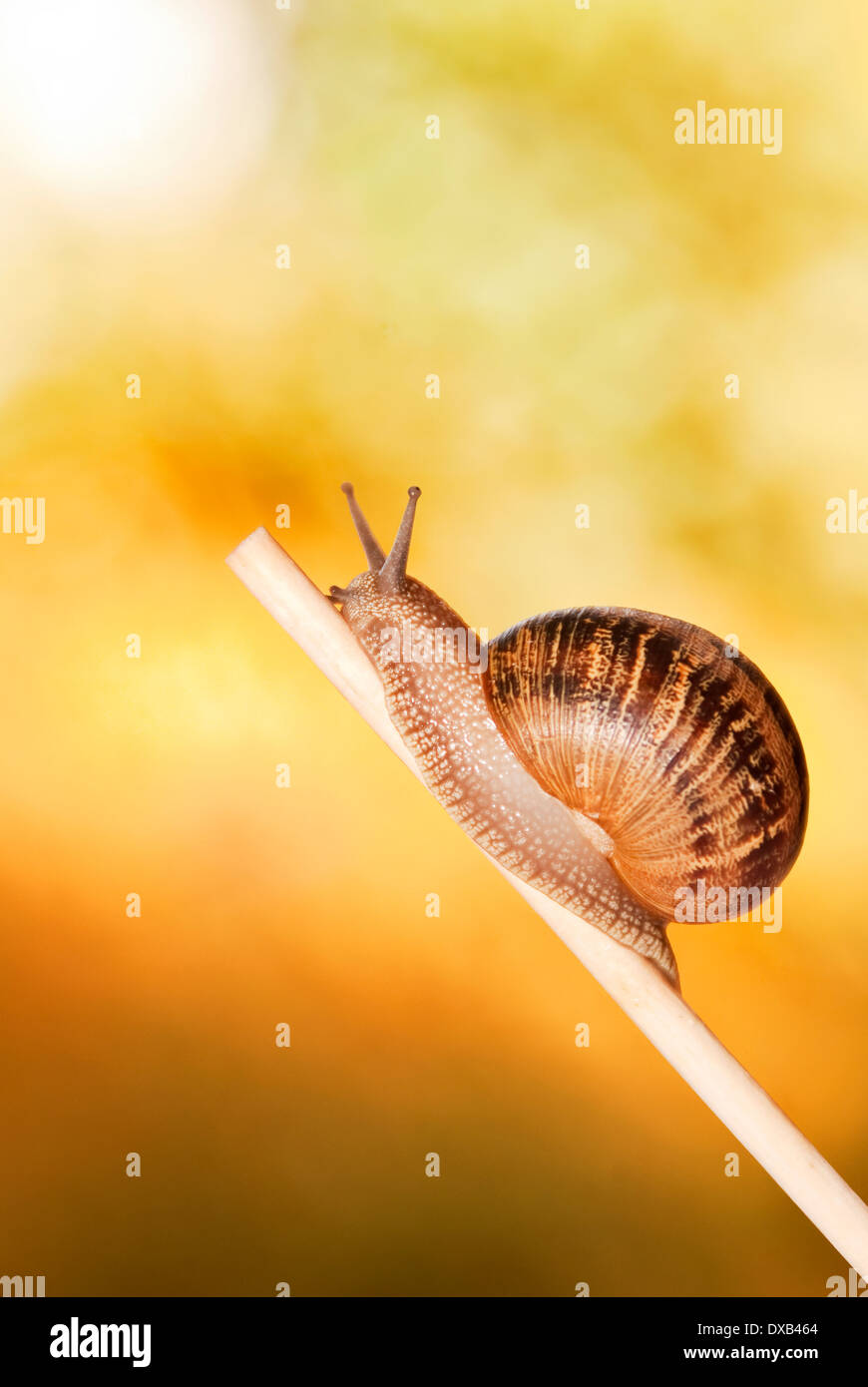 Snail on a stick hi-res stock photography and images - Alamy