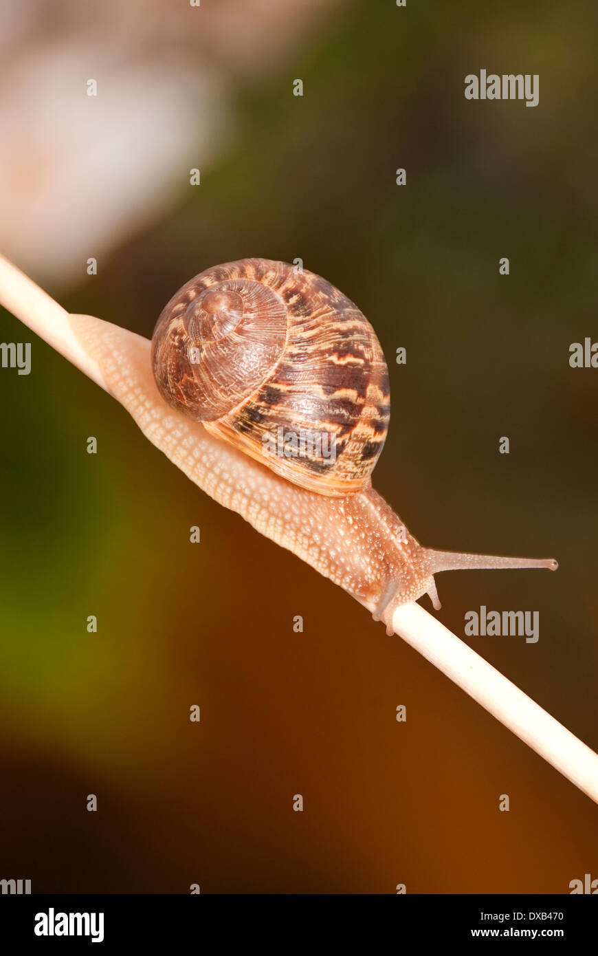 Hugging Snails High Resolution Stock Photography and Images - Alamy