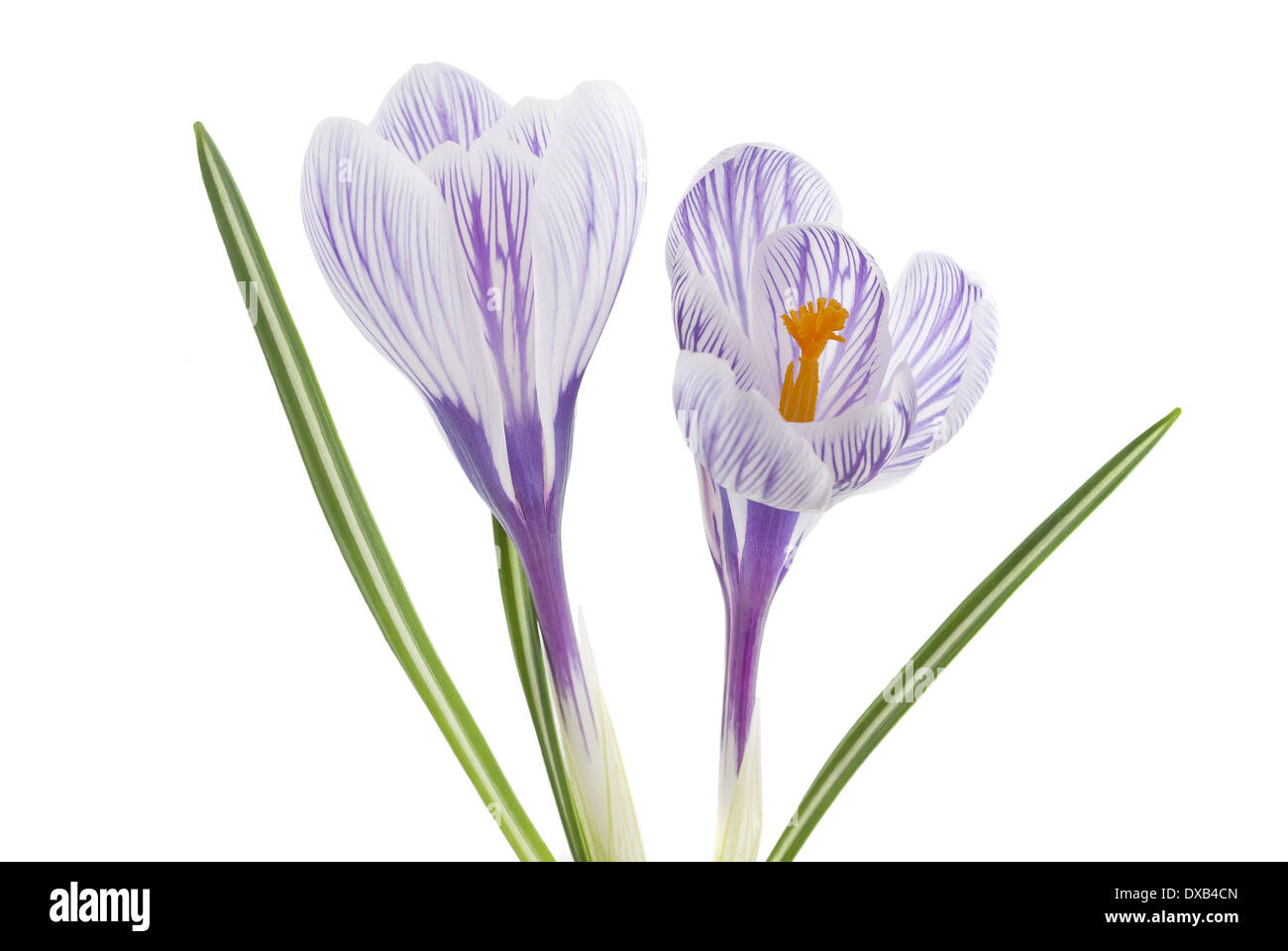Purple Crocus flowers isolated on white background Stock Photo - Alamy