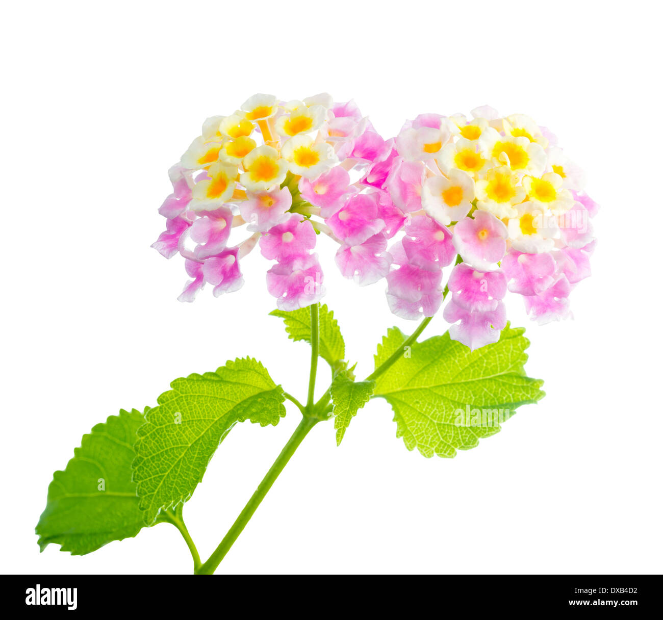 beautiful pink with yellow flower Lantana camara, Fresh Flower is ...