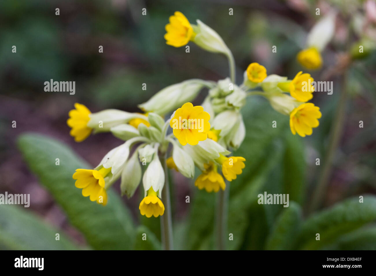 Yellow cowslips hi-res stock photography and images - Alamy
