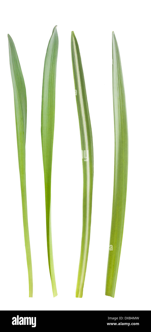 Blade Of Grass Texture 