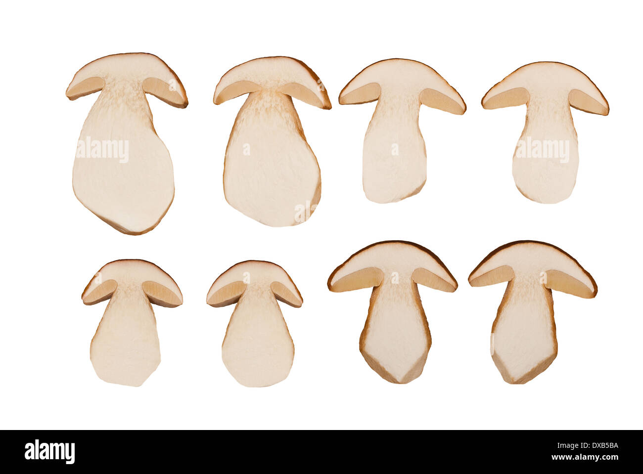 Ceps cut hi-res stock photography and images - Alamy