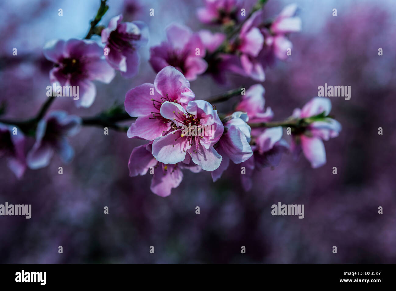 A field of nectarine trees with flowers in Spring Stock Photo - Alamy