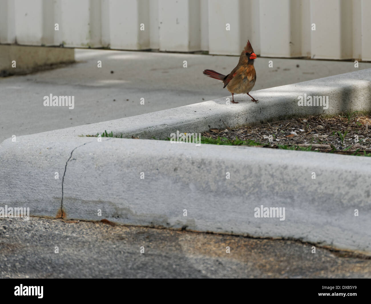 Female Northern Cardinal with ruffled crest standing on curb Stock ...