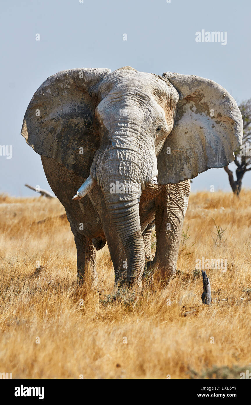 Elephant Ears Front High Resolution Stock Photography and Images - Alamy
