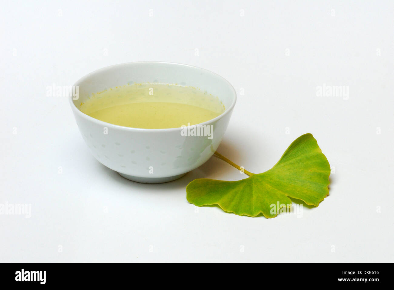 Ginkgo biloba cutout hi-res stock photography and images - Alamy
