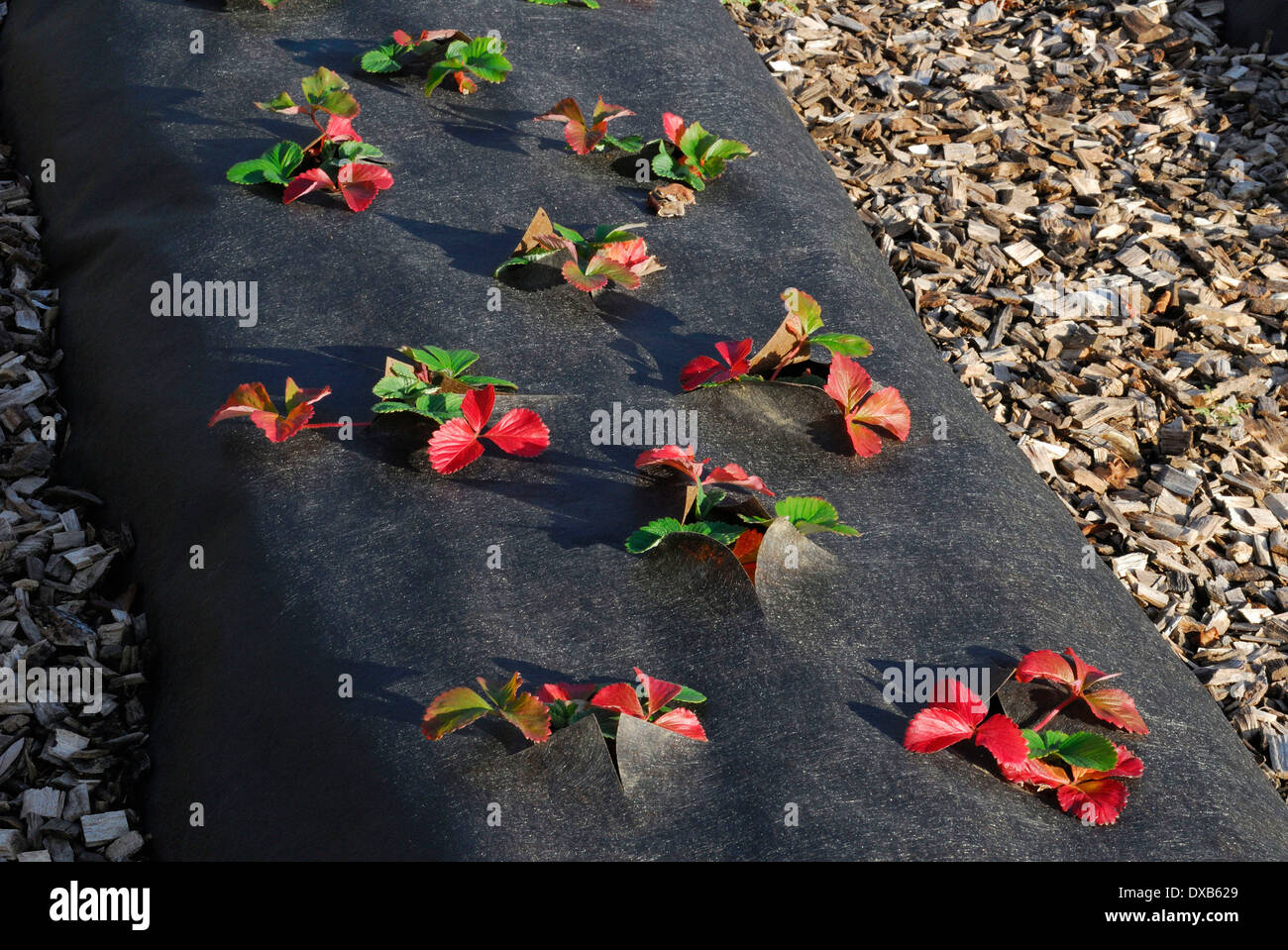 Strawberry fall hi-res stock photography and images - Alamy