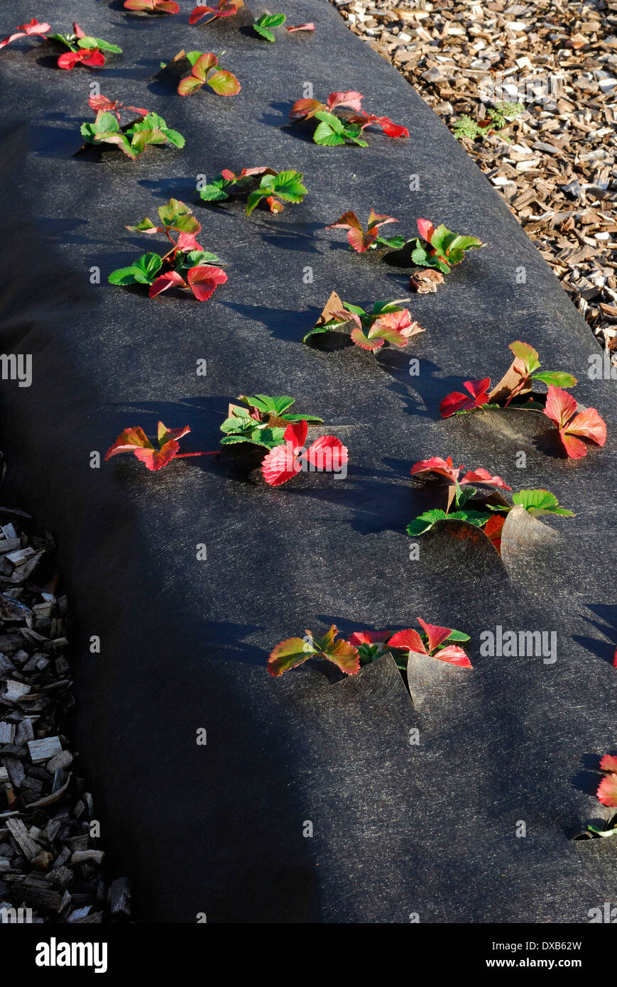 Strawberry fall hi-res stock photography and images - Alamy