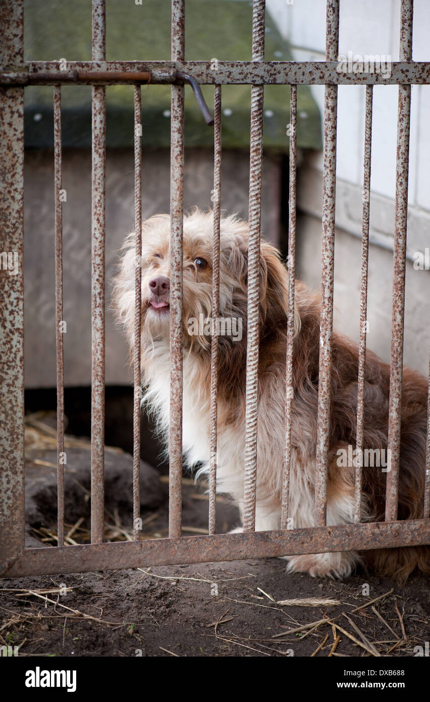 Angry dog fence hi-res stock photography and images - Alamy