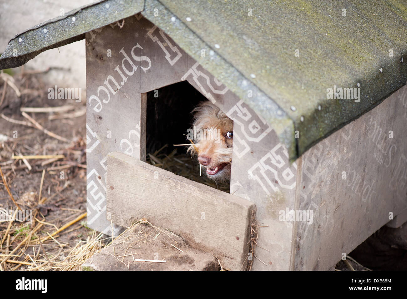 Dangerous dog barking hi-res stock photography and images - Alamy