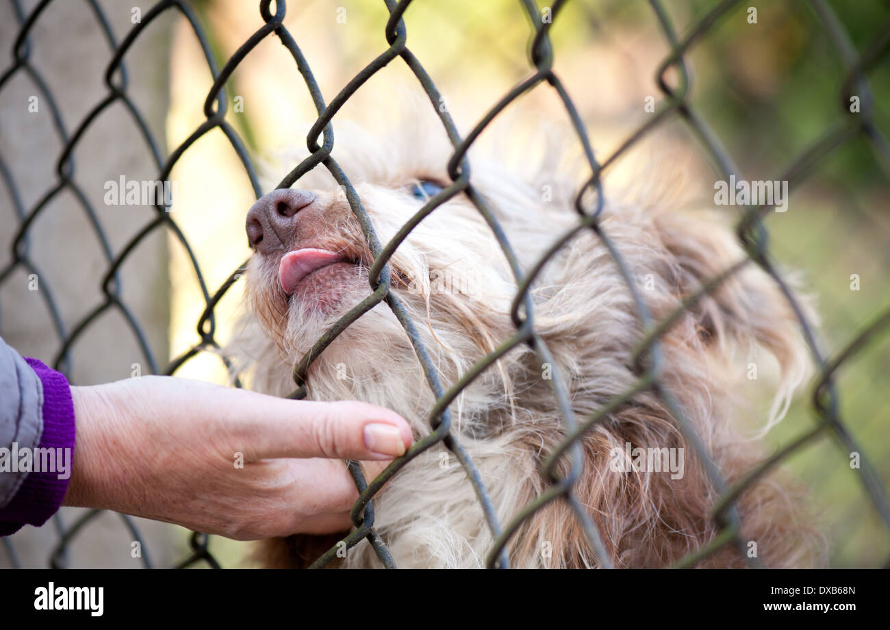 hand stroke shaggy dog snout Stock Photo - Alamy