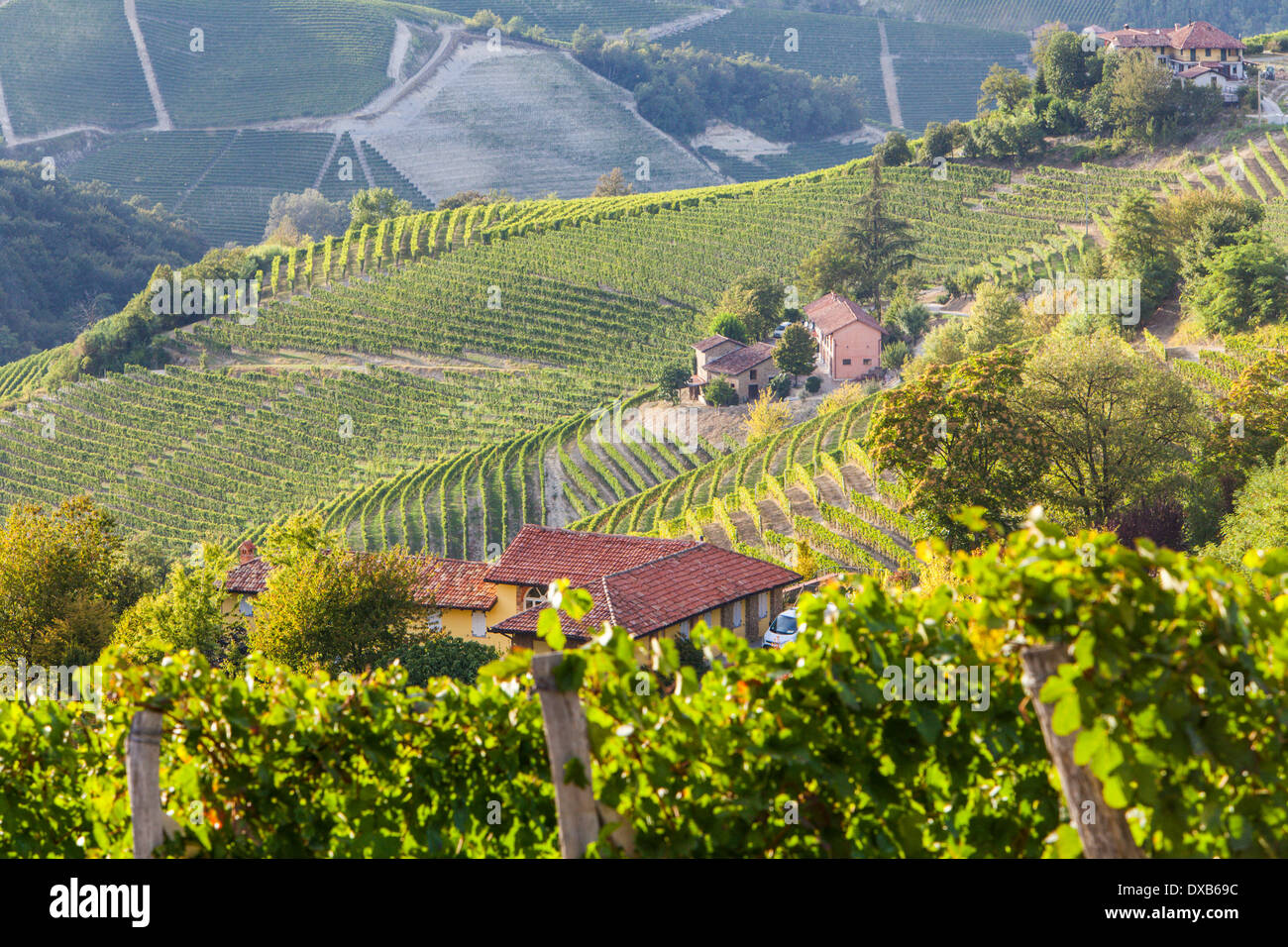 Vineyards of the Barolo wine growing area of Langhe, piemonte, Italy ...