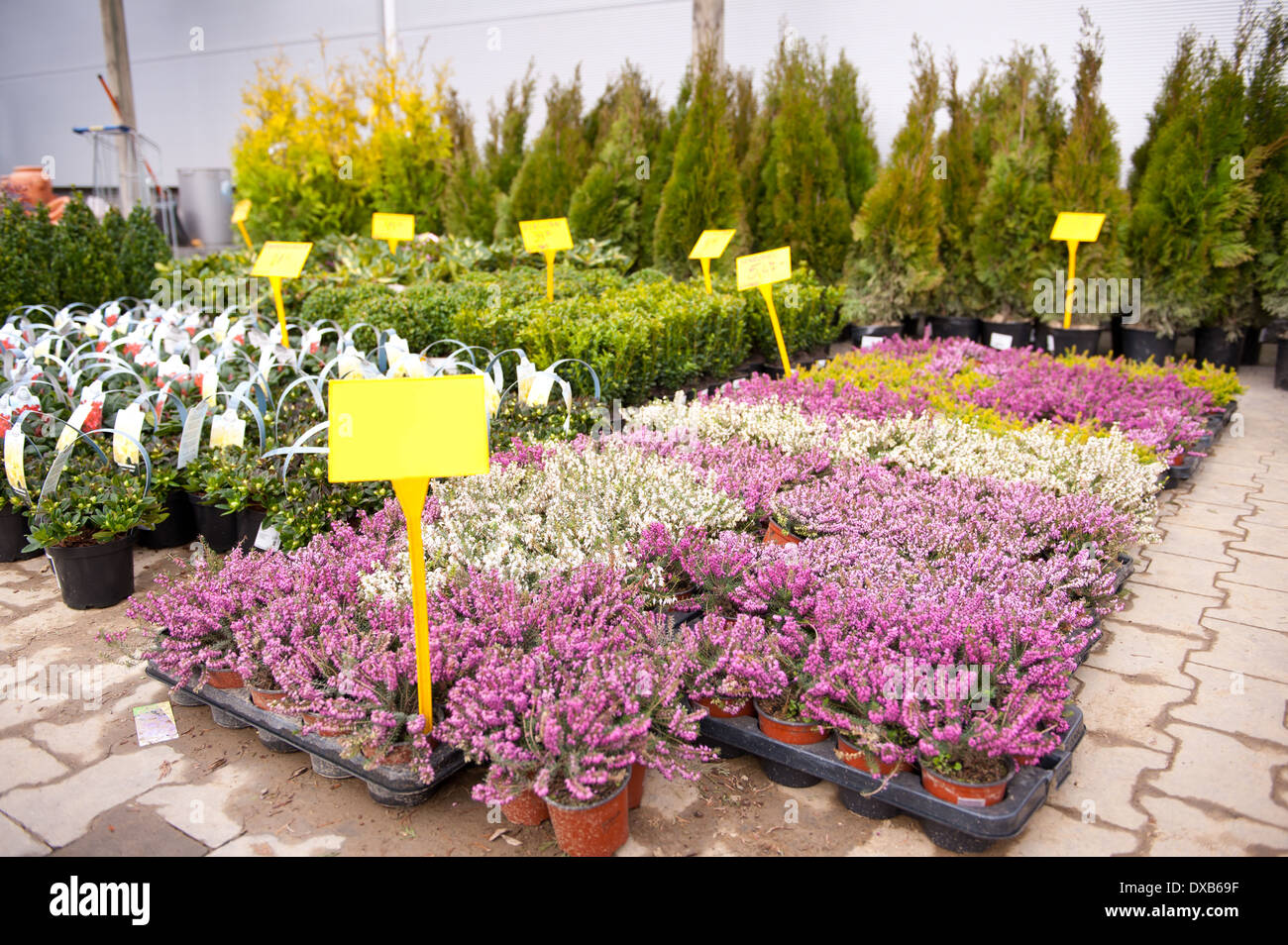 pink and white ling flowers in shop outside Stock Photo - Alamy