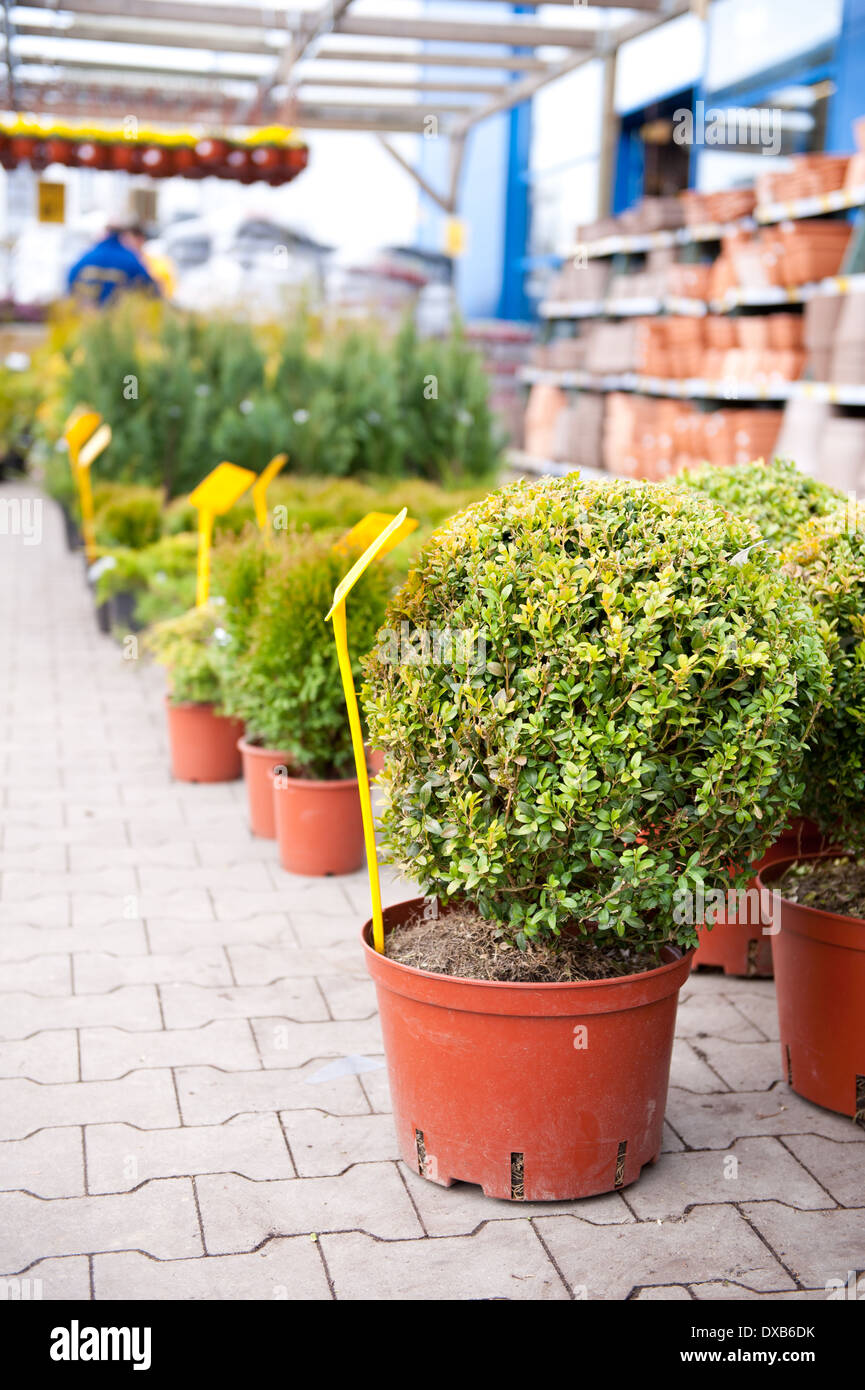 Seedlings for sale hi-res stock photography and images - Alamy
