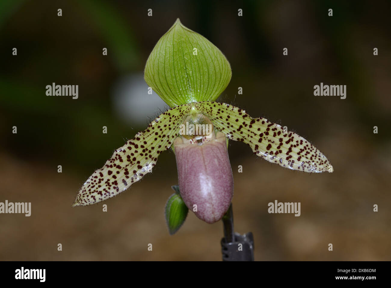 Cypripedium orchid hi-res stock photography and images - Alamy