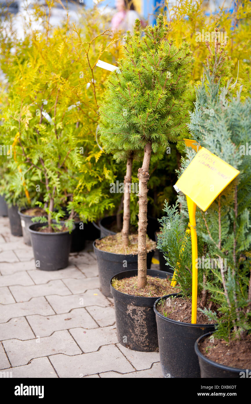 Evergreen seedling hi-res stock photography and images - Alamy