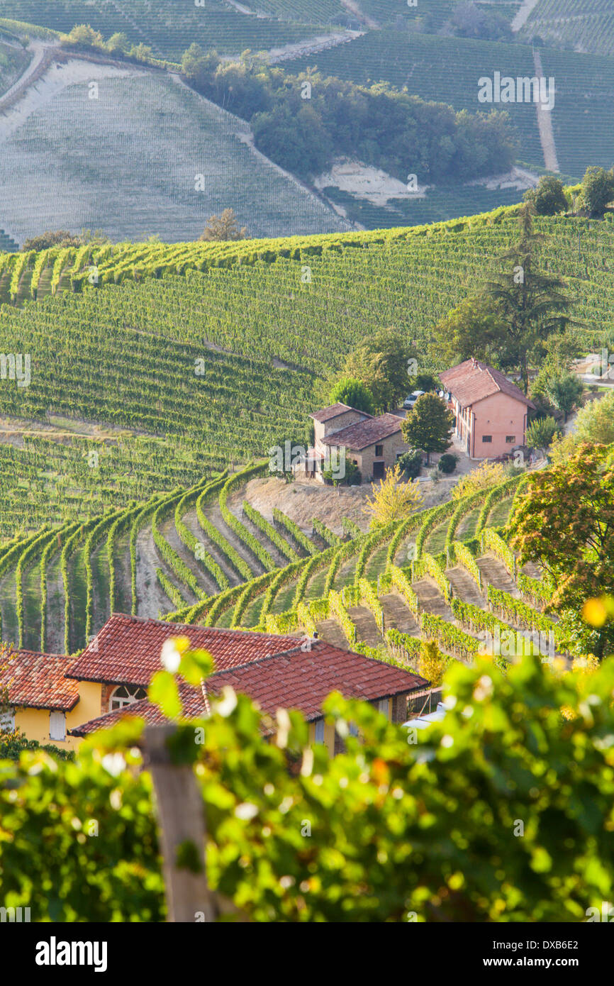 Vineyards of the Barolo wine growing area of Langhe, piemonte, Italy ...