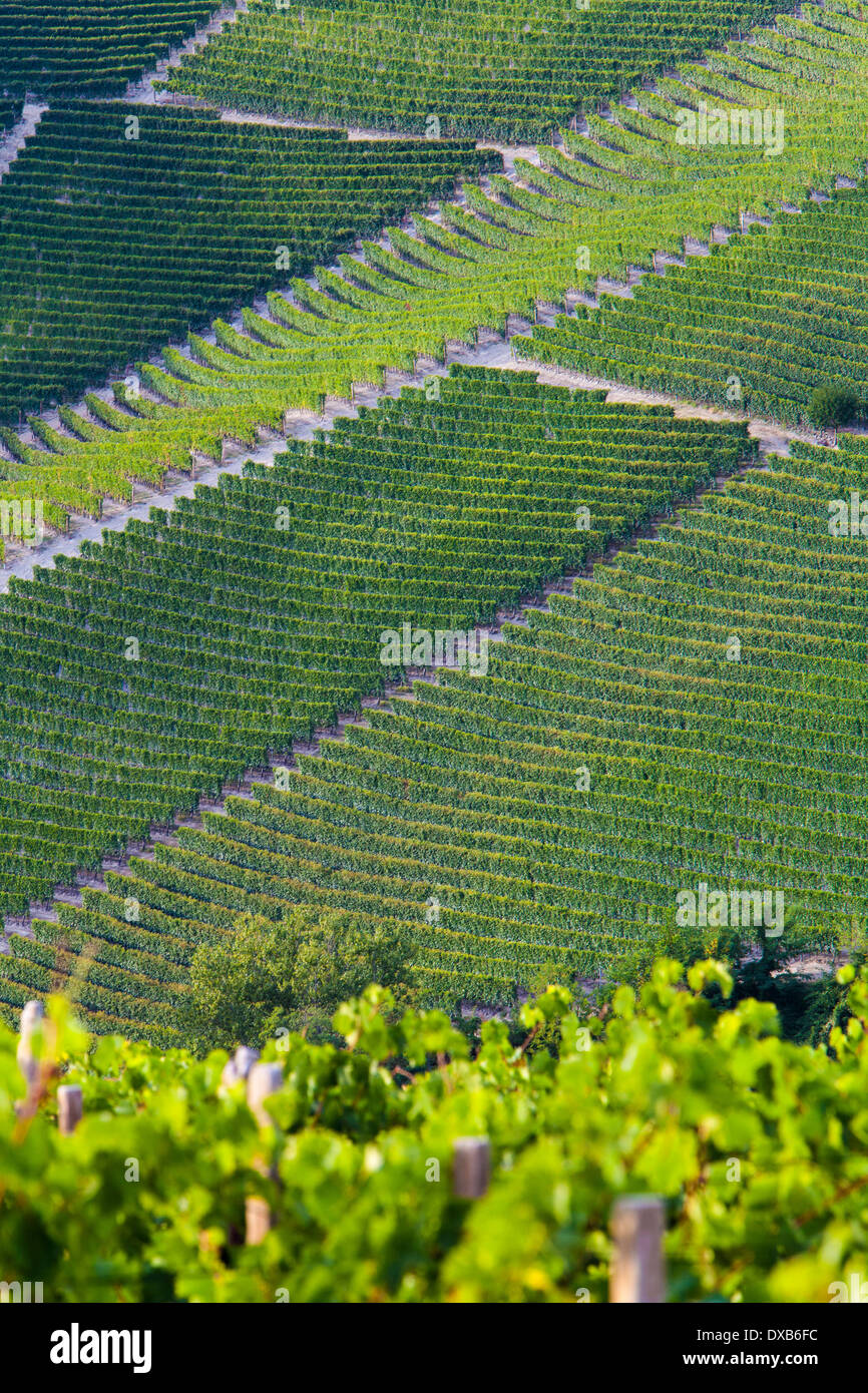 Vineyards of the Barolo wine growing area of Langhe, piemonte, Italy ...
