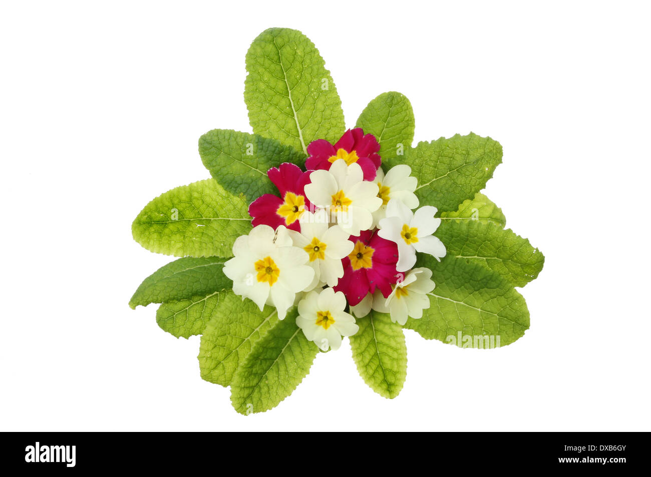 A posy of primrose flowers and leaves isolated against white Stock ...