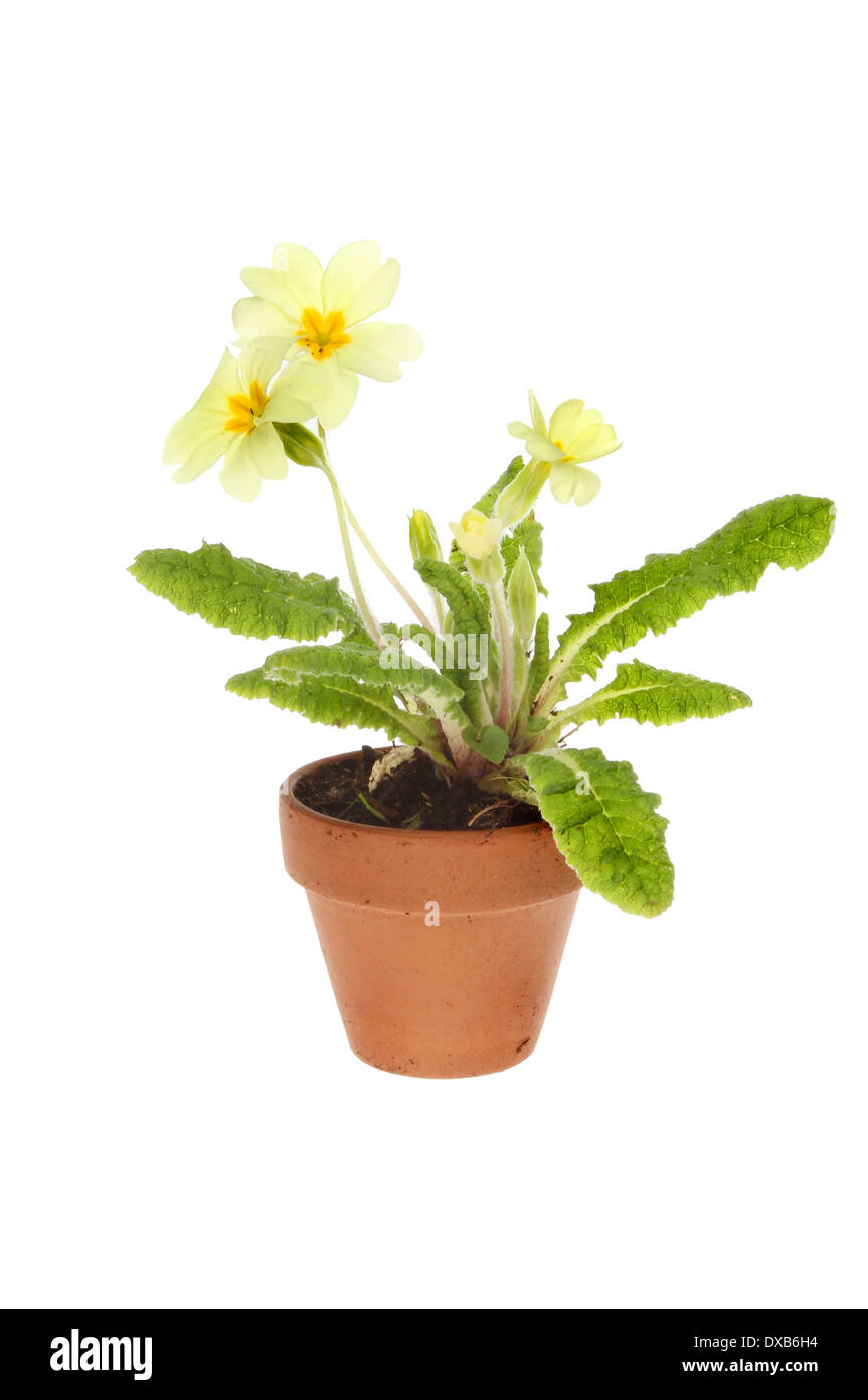 Flowering primrose plant in a terracotta pot isolated against white ...