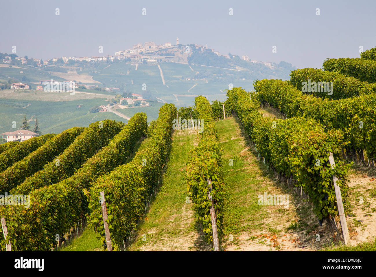 Barolo area hi-res stock photography and images - Alamy