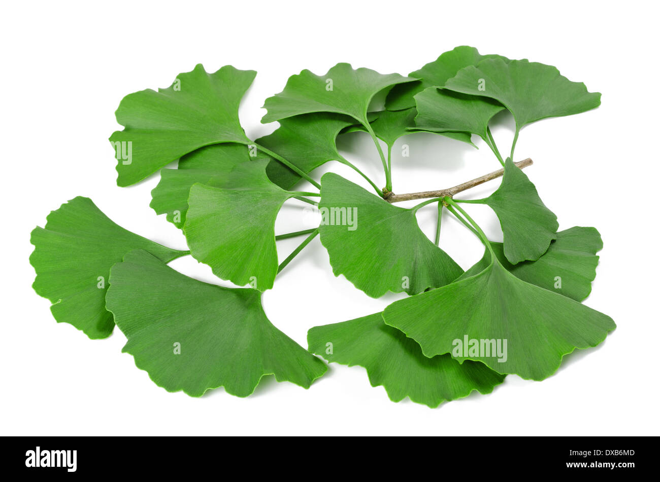Ginkgo biloba branch isolated on white Stock Photo - Alamy