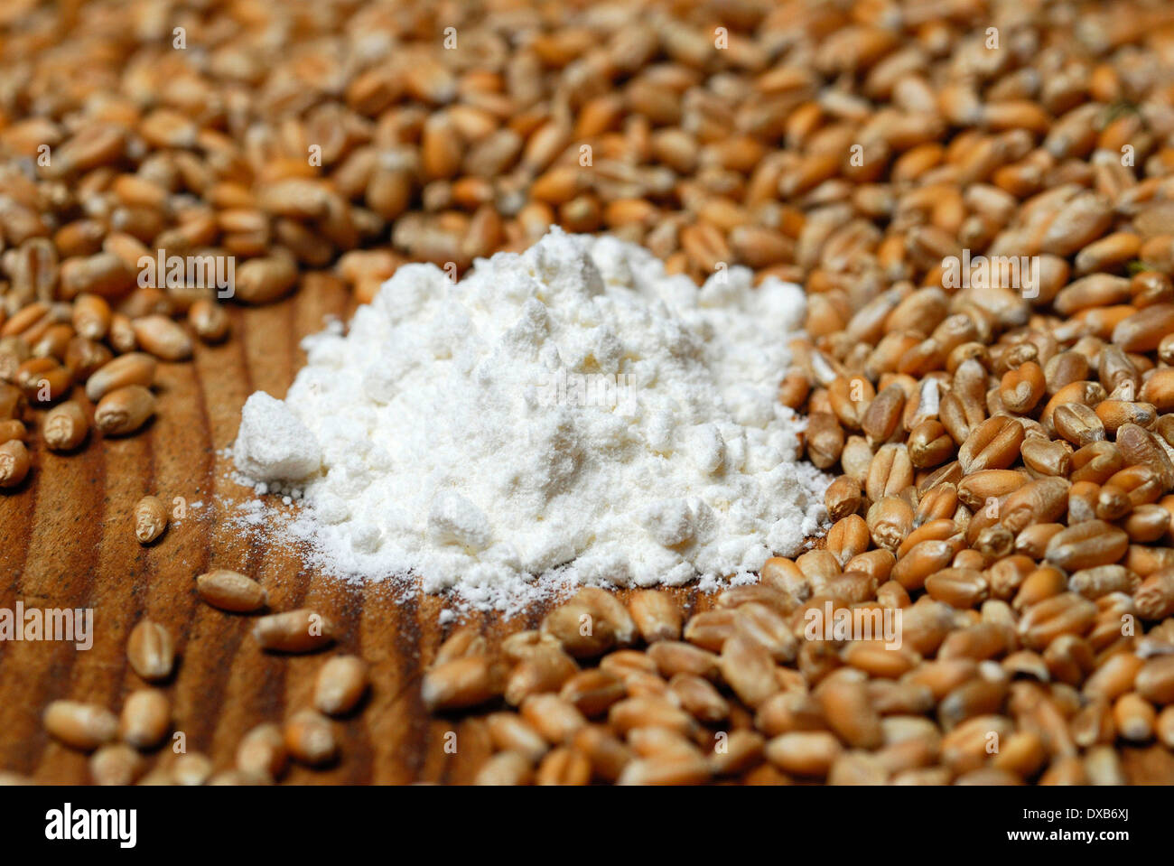 Wheaten color hi-res stock photography and images - Alamy