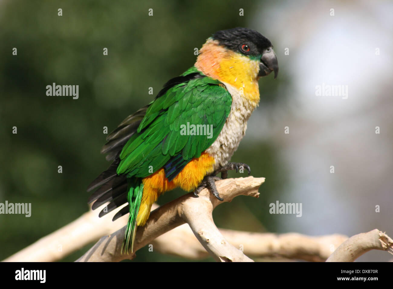 Tropical bird hi-res stock photography and images - Alamy