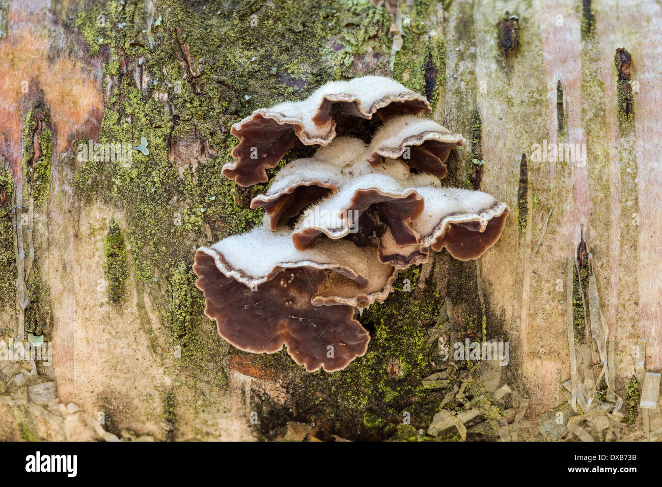 Chondrostereum purpureum mushroom Stock Photo - Alamy