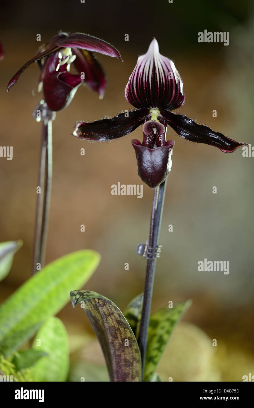Beautiful cypripedium hi-res stock photography and images - Alamy
