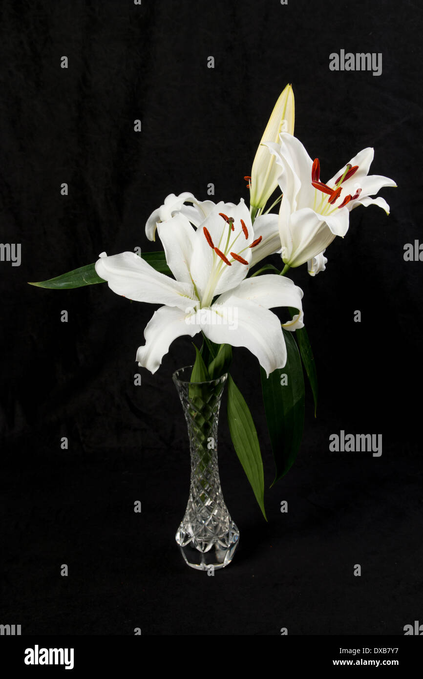 1 white Lily's in a glass vase with a black background Stock Photo - Alamy