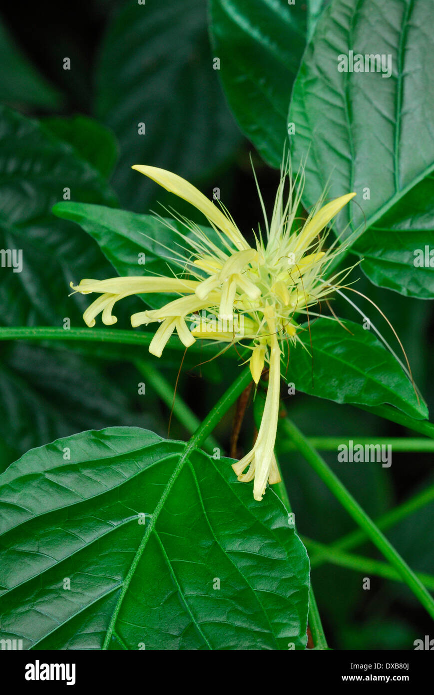 Golden plume hi-res stock photography and images - Alamy