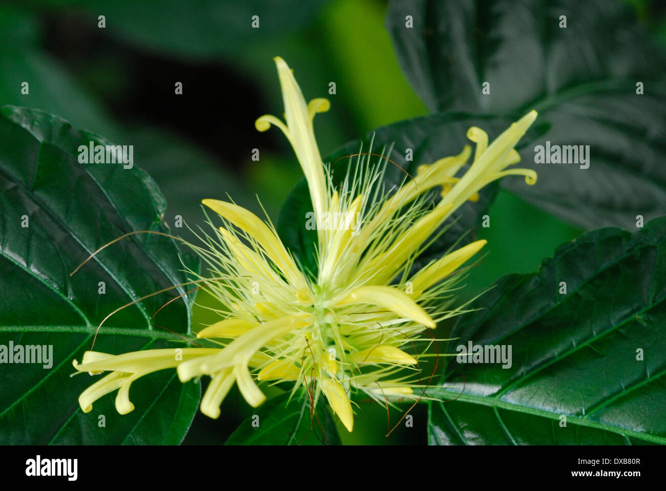 Golden plume or schaueria flavicoma hi-res stock photography and images ...