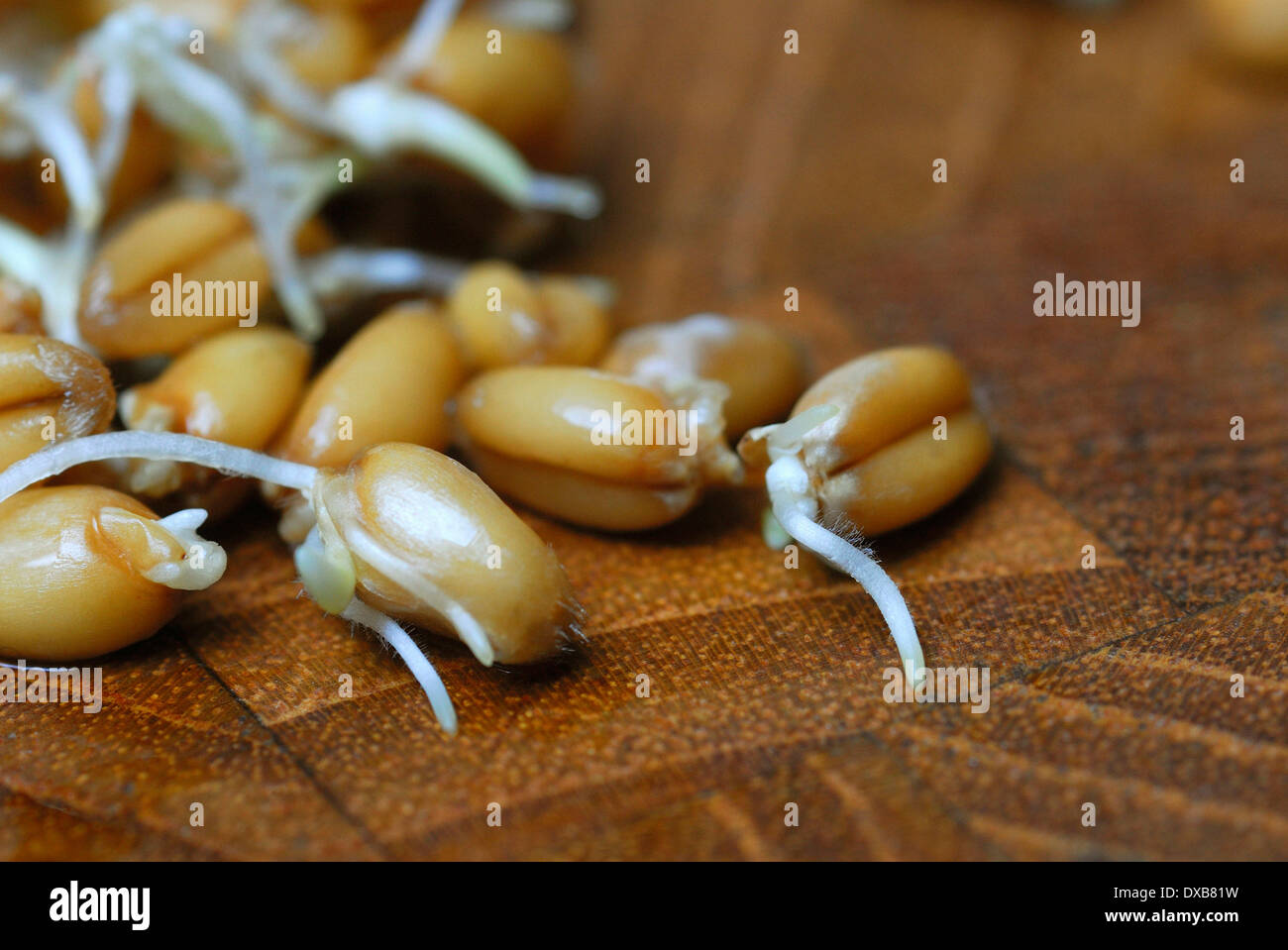 Grain sprouts hi-res stock photography and images - Alamy