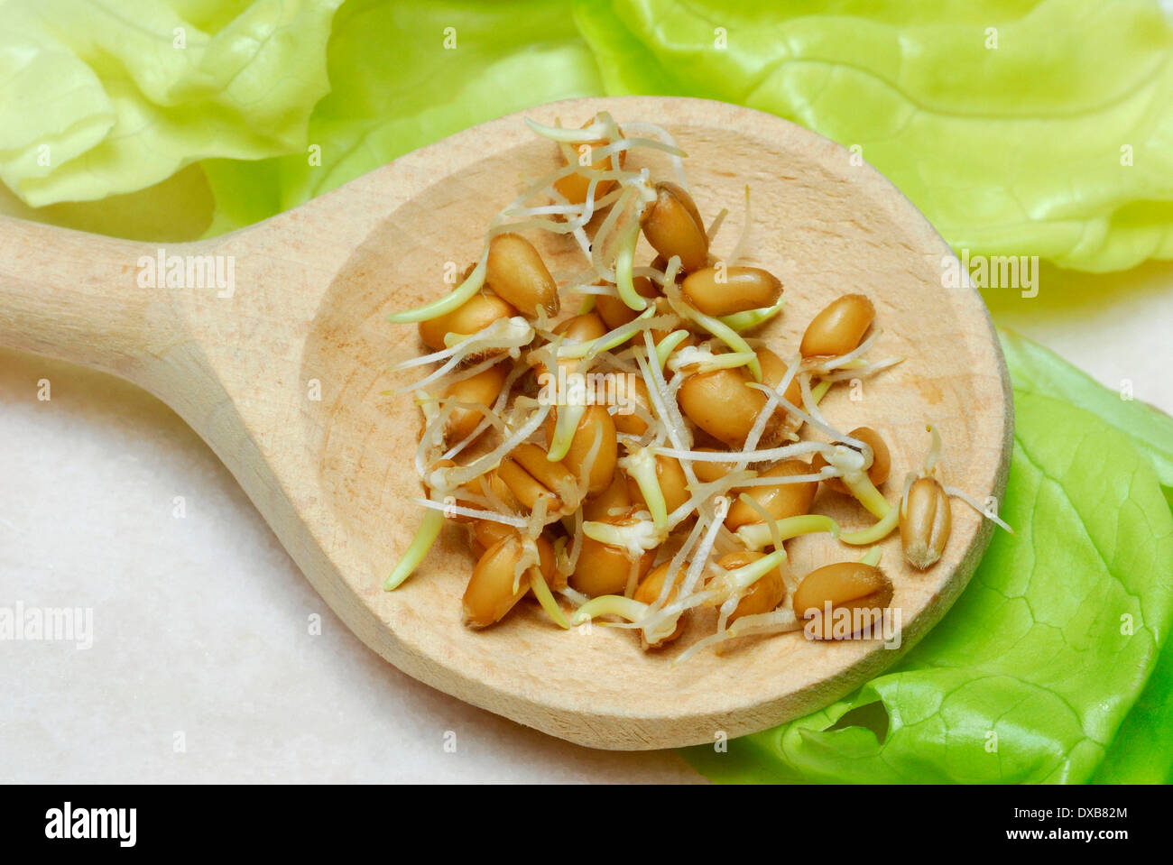 Grain sprouts hi-res stock photography and images - Alamy