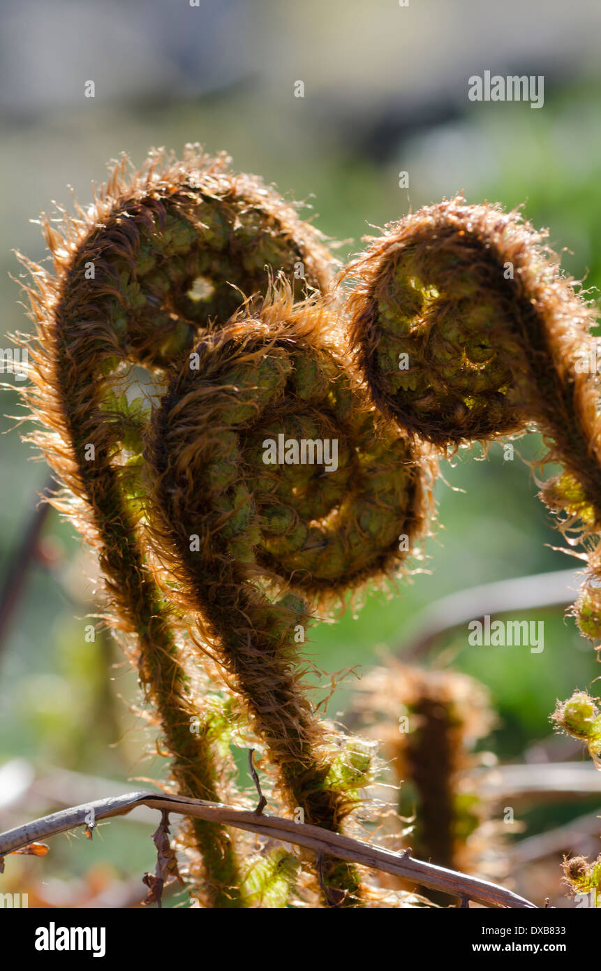 Unfurling fern hi-res stock photography and images - Alamy