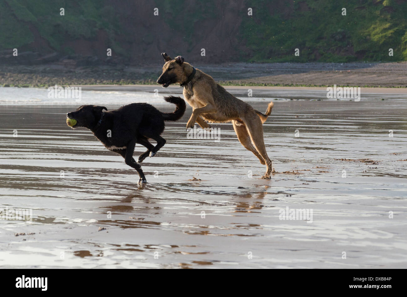 Dogs chasing ball hi-res stock photography and images - Alamy