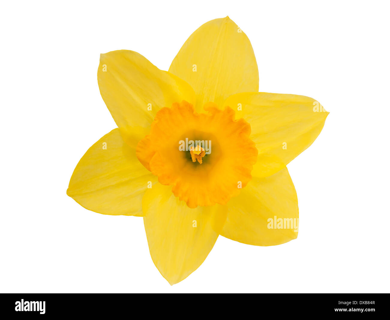 Yellow daffodil isolated on white background Stock Photo - Alamy
