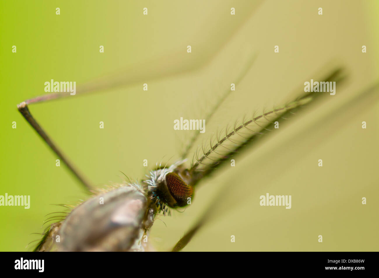 Resting female of the European autochtonous mosquito species Anopheles ...