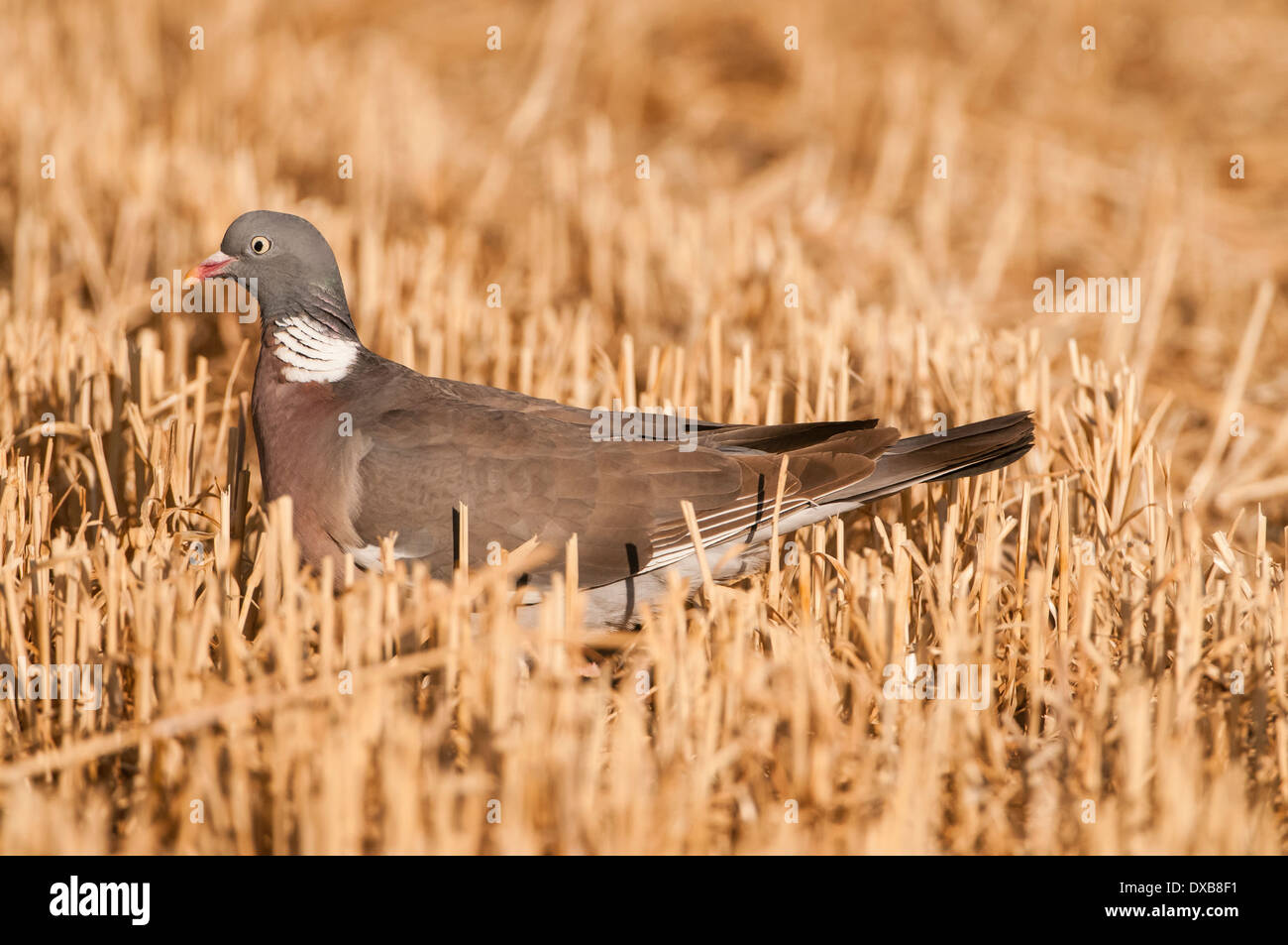 Columba palumbus in a Wheatfield landscape, Spain Stock Photo - Alamy