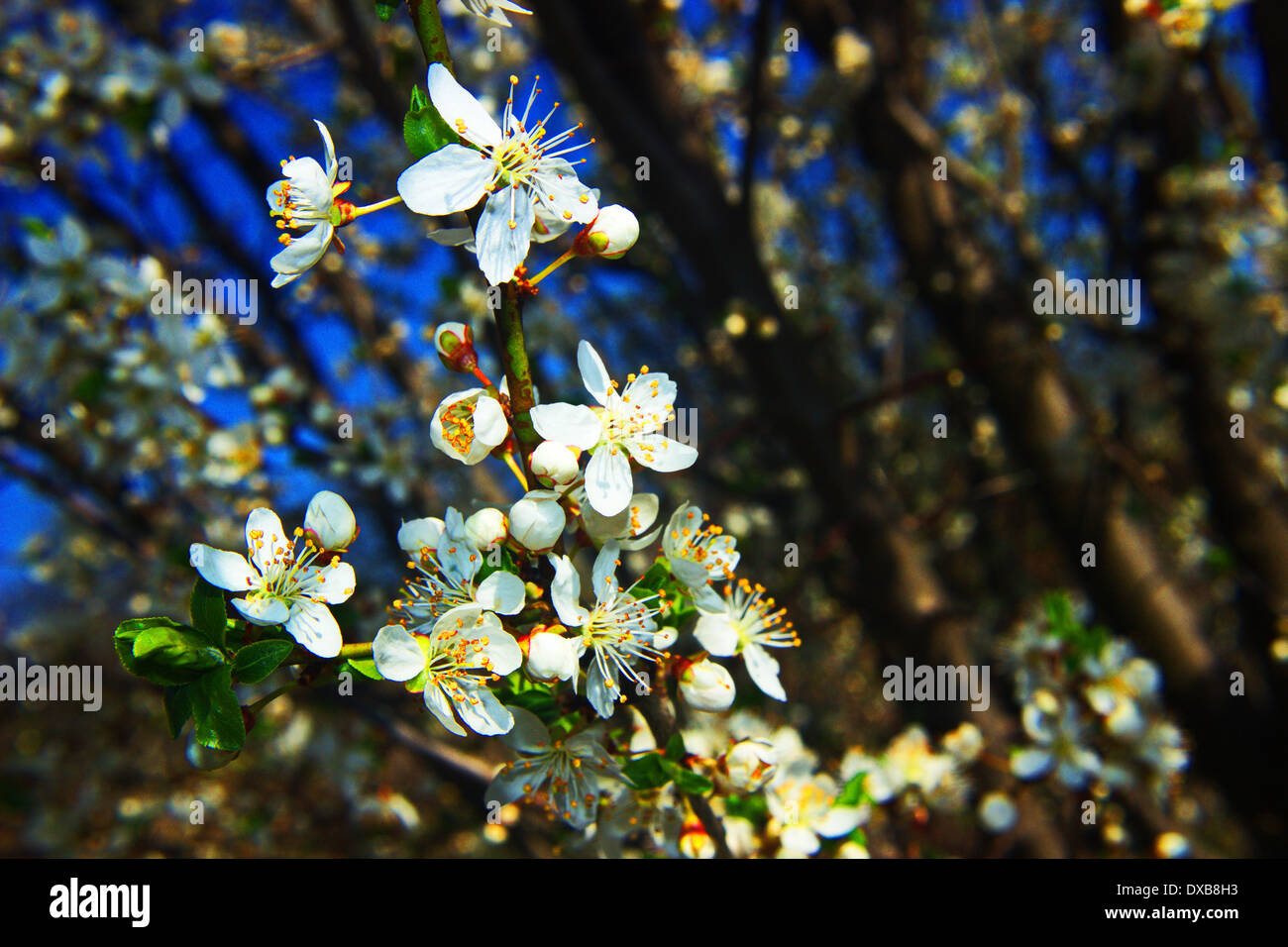 Beautiful spring bokeh Stock Photo - Alamy