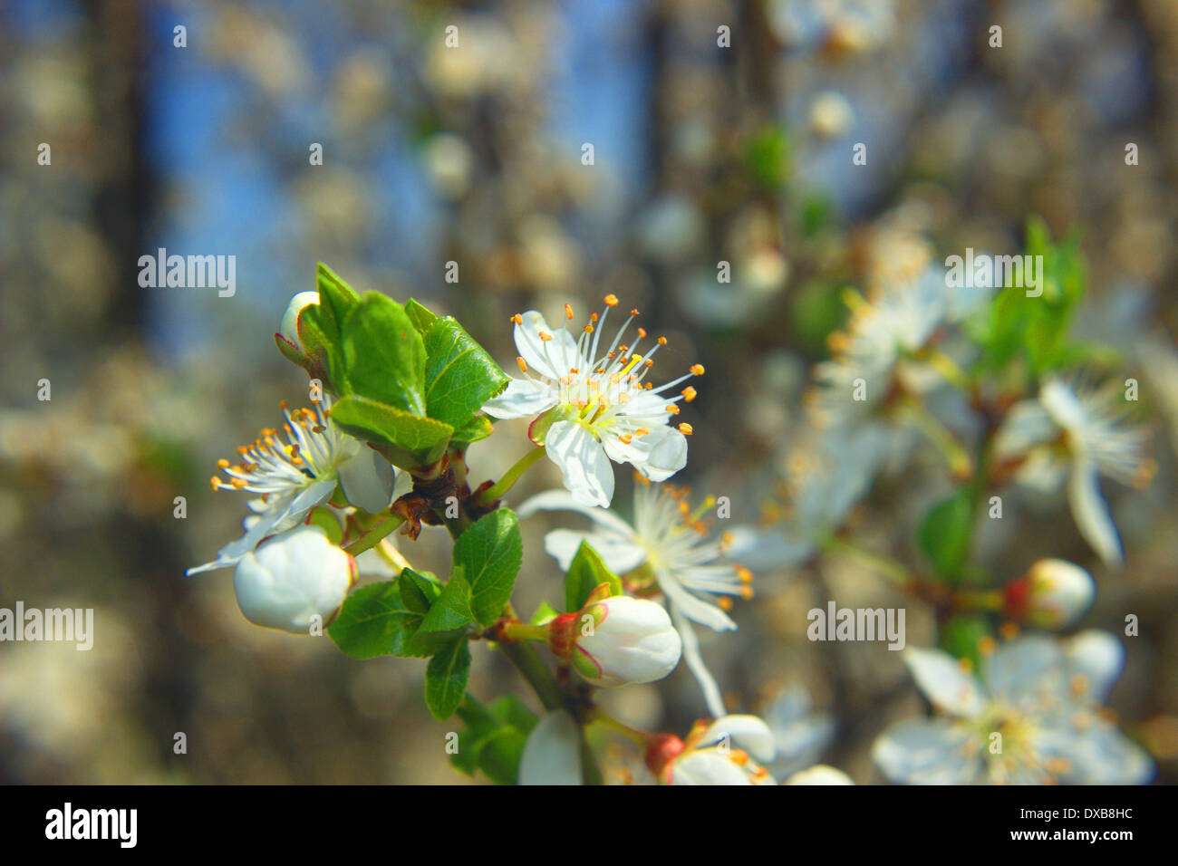 Beautiful spring bokeh Stock Photo - Alamy