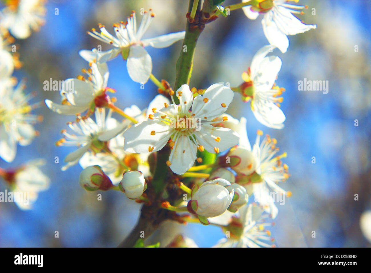 Beautiful spring bokeh Stock Photo - Alamy